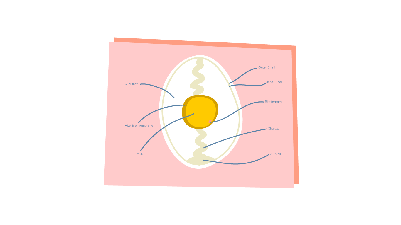 Anatomy Anatomy